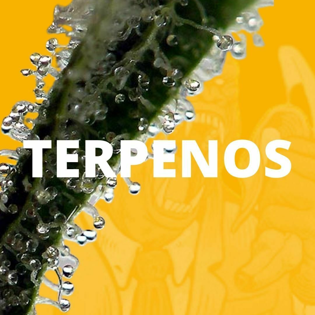 ¿Qué son los terpenos? - Beneficios, tipos y propiedades.