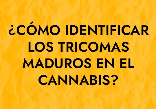 Cómo Identificar Los Tricomas Maduros En El Cannabis